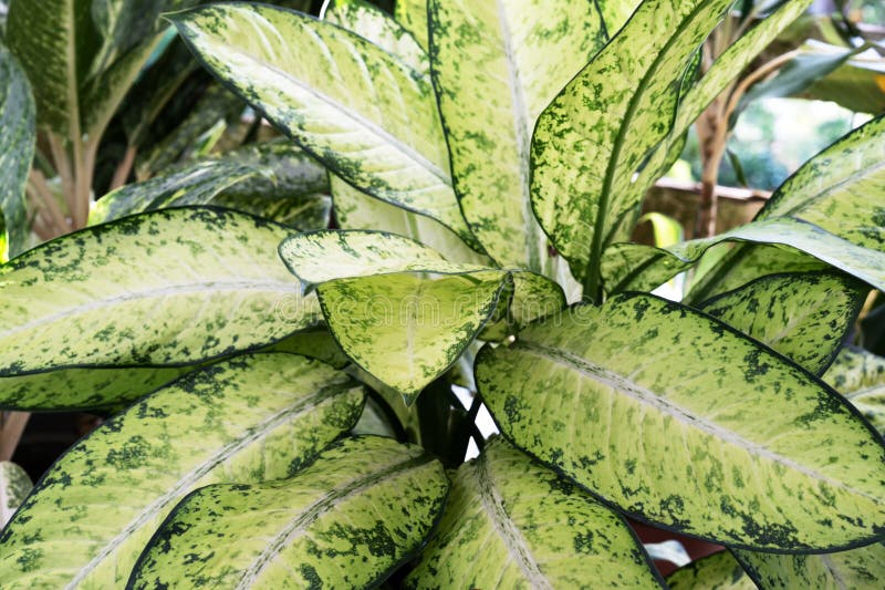Dieffenbachia Bombastic Stock Photos - Free & Royalty-Free Stock Photos ...