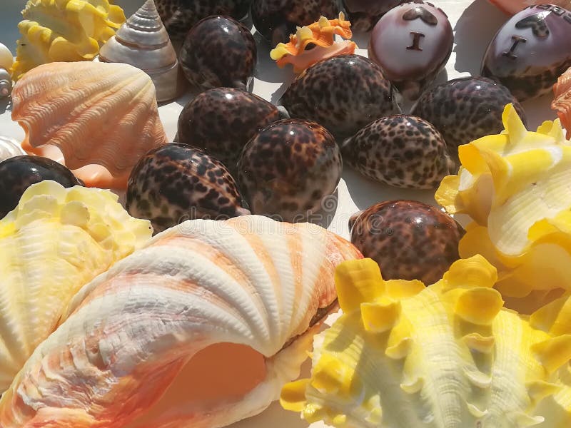 Close Up of Different Color and Size of Seashells Stock Image - Image ...