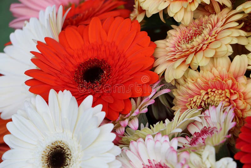 Close Up of Beautiful Colored Gerberas in the Garden Stock Image ...