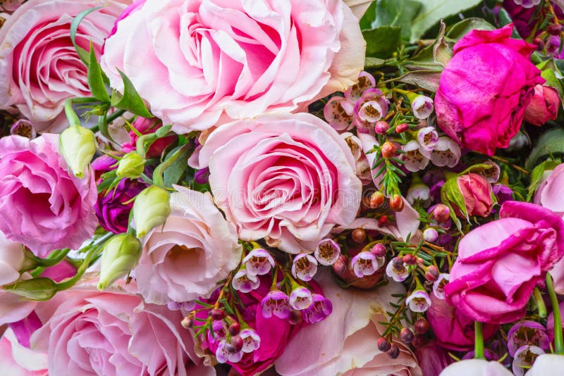 Close Up of Different Roses Stock Photo - Image of love, bloom: 184187818