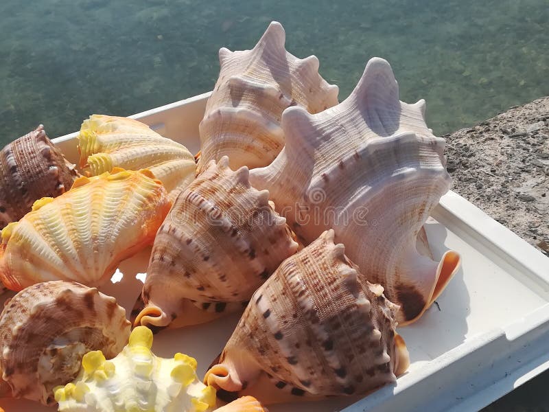 Close Up Different Size or Color of Shells Stock Image - Image of color ...