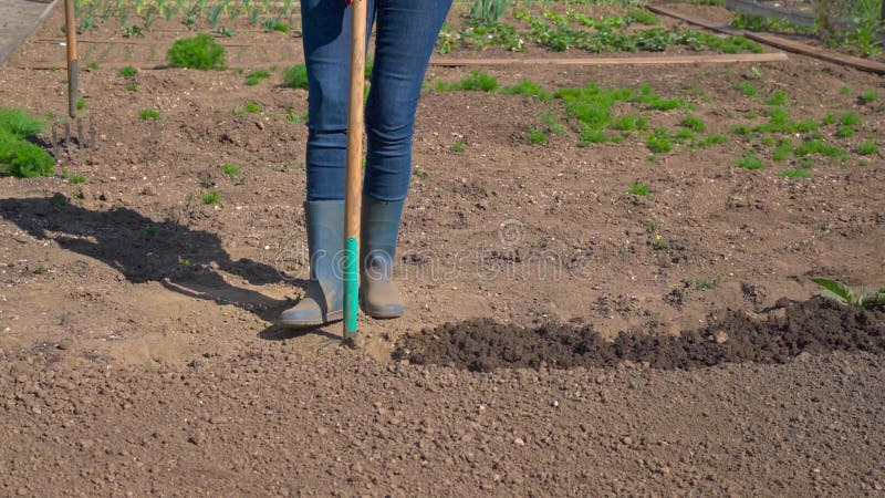 Close Up of Digging Spring Soil with Shovel Preparing it for New Sowing ...