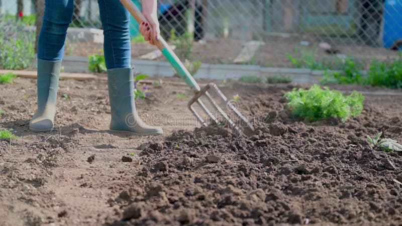 Digging Spring Soil with Spading Fork, Work in a Garden Stock Video ...