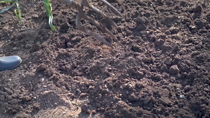 Work in a Garden - Digging Spring Soil with Spading Fork. Stock Video ...
