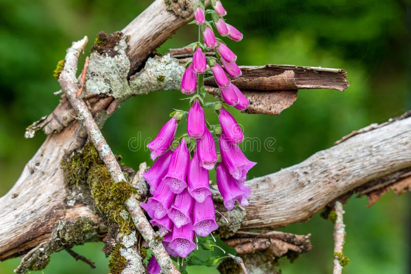 Close Up of Digitalis and Tree Stock Photo - Image of leaf, digoxin ...