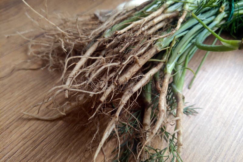 Close-up of Dill Roots on the Table. Stock Photo - Image of vegetable ...