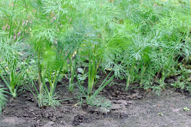 Close-up of the dill stock photo. Image of relish, flavouring - 52156108