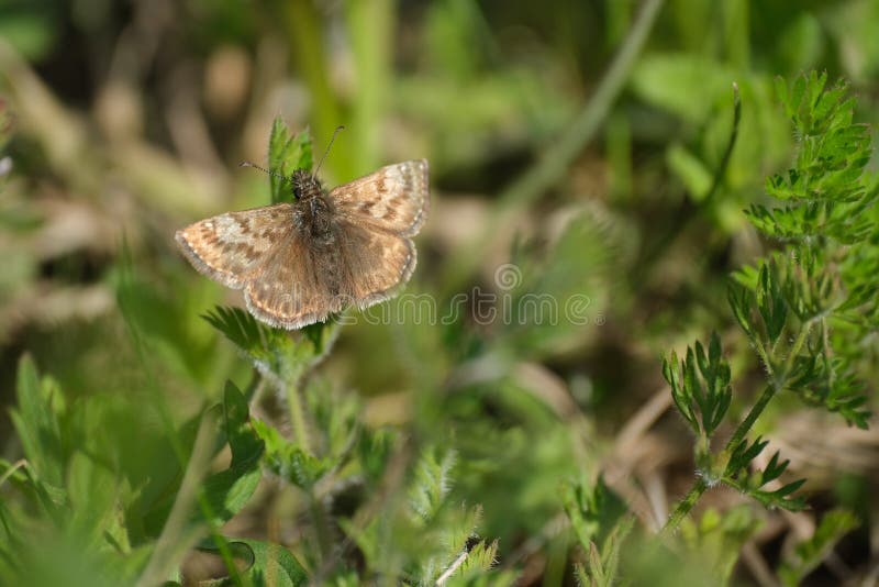 Close Up of a Dingy Skipper Moth in Nature, Tiny Brown Butterfly Stock ...