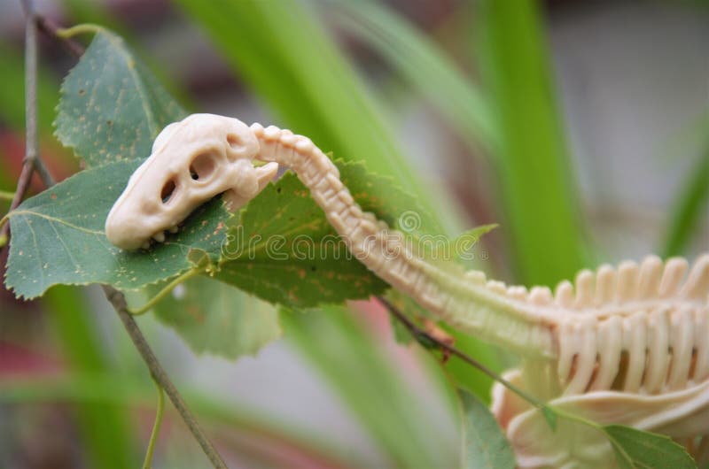Close-up Dinosaur Head Eats a Tree Leaf Stock Image - Image of model ...