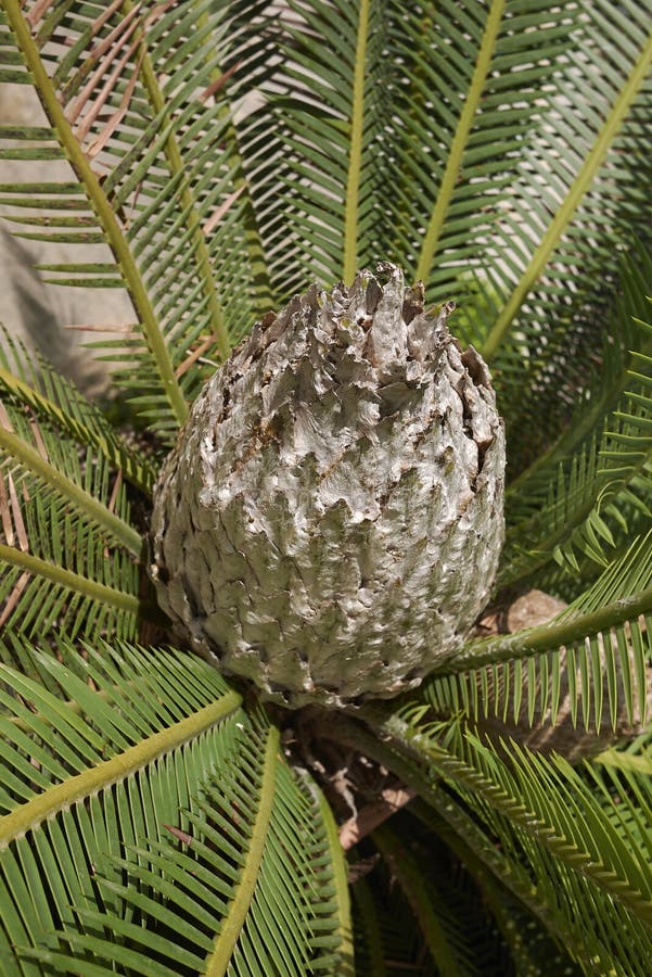 Chestnut Dioon Palm Decoration in the Garden Stock Image - Image of ...