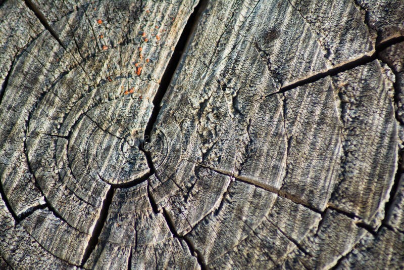 Close Up of a Dired-out Tree Log with Cracks Stock Image - Image of ...