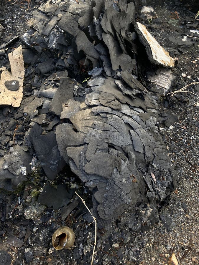 Dirty ash on the ground stock photo. Image of garbage - 190665630