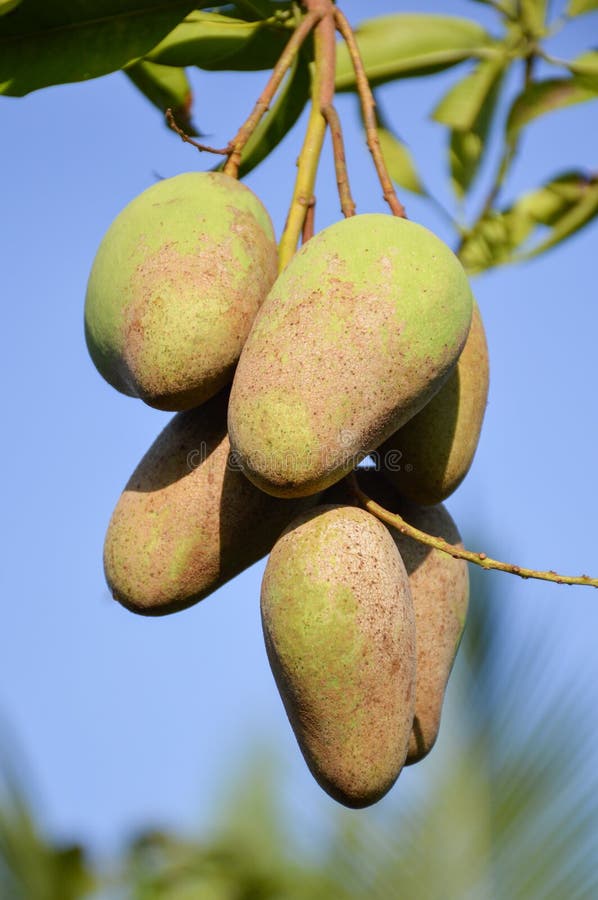 Dirty mango on the tree stock image. Image of garden - 151987557