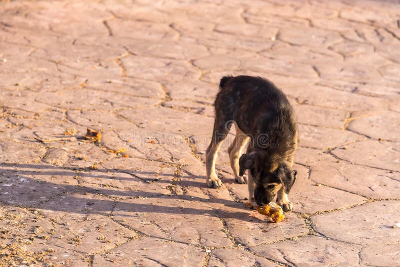 Close Up Dirty Stray Dog Eating the Bone on Ground Stock Photo - Image ...