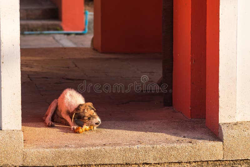 Close Up Dirty Stray Dog Eating the Bone on Ground Stock Photo - Image ...