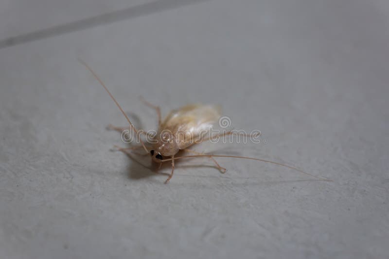 Cockroach stock image. Image of black, insect, head - 187889641