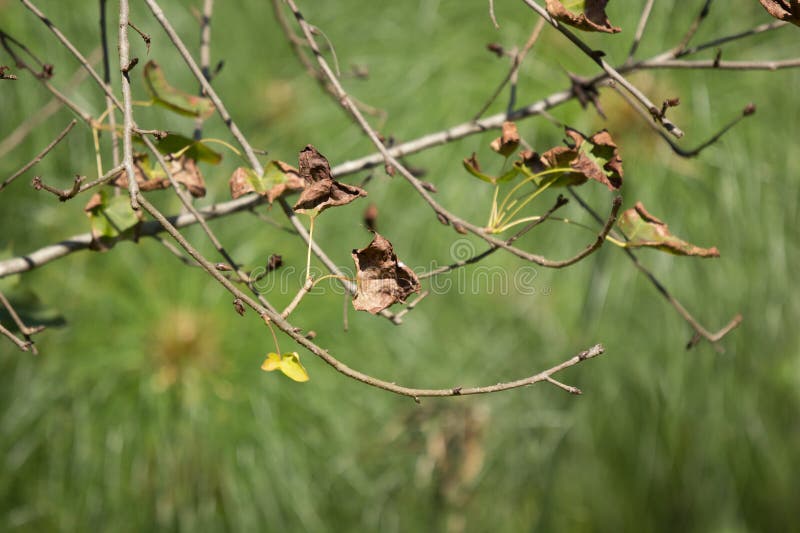 Disease - Maple Leaf Spotting. Fungal Infection of the Foliage Stock ...