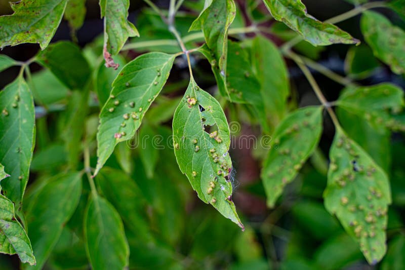 Close Up of Diseased Green Leaf with Galls and Insect Damage Stock ...