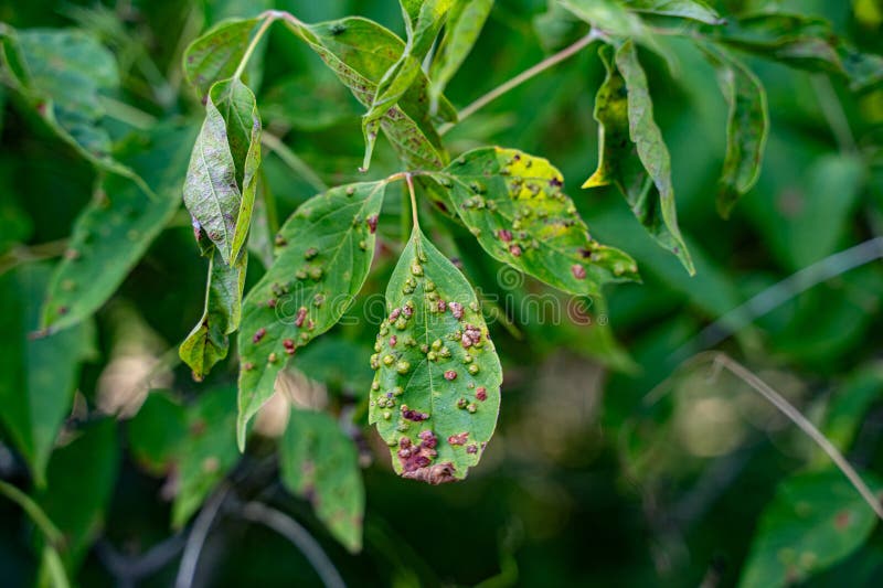 Close Up of Diseased Green Leaf with Galls and Insect Damage Stock ...