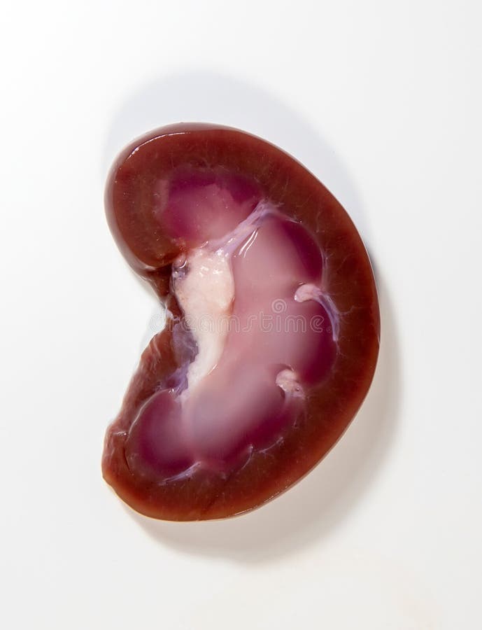 Close-up of a Dissected Animal Kidney. Stock Image - Image of tissue ...