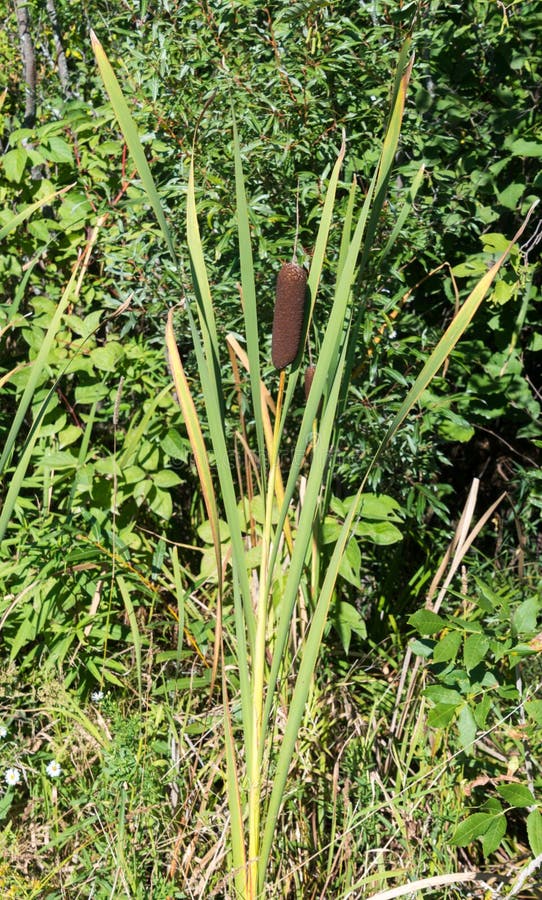 Planta Do Junco No Deserto De Judea Foto de Stock - Imagem de deserto ...