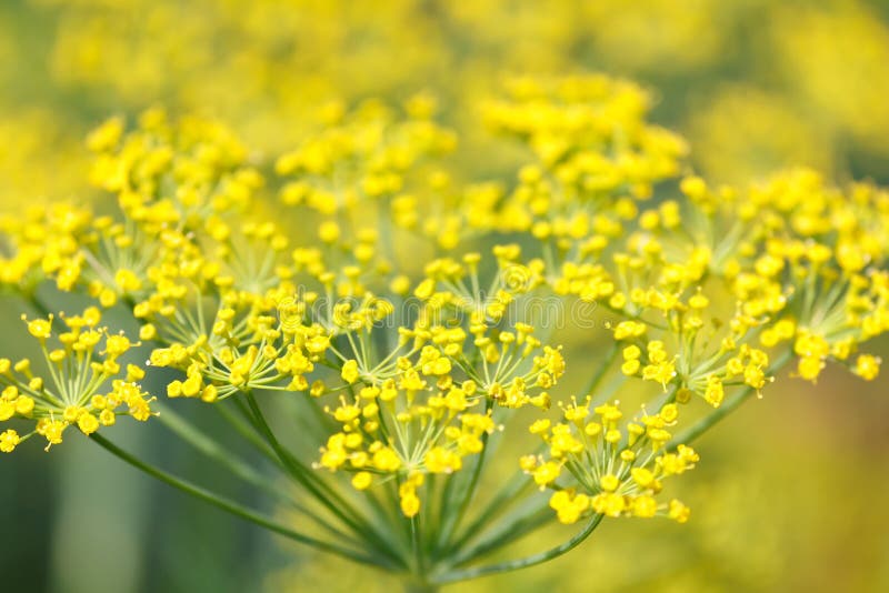 Flores do aneto imagem de stock. Imagem de planta, verde - 14258073