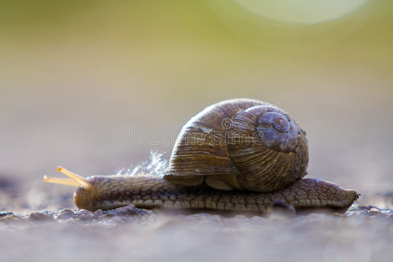 Close-up Do Caracol Terrestre Grande Com Do Shell O Crawli Marrom ...