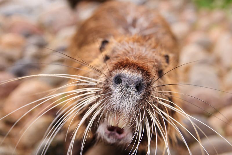 O Castor Europeu Ou Castor Do Eurasian Foto de Stock - Imagem de moscow ...