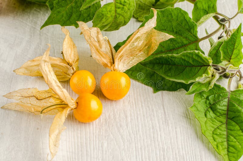 Close Up Do Fruto Do Physalis Imagem de Stock - Imagem de baga, terra ...