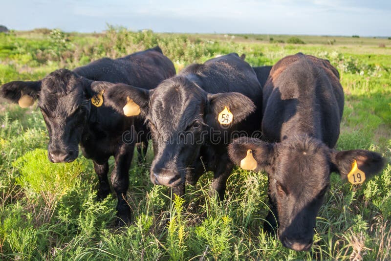 Gado angus em confinamento foto de stock. Imagem de brasileiro - 204682894