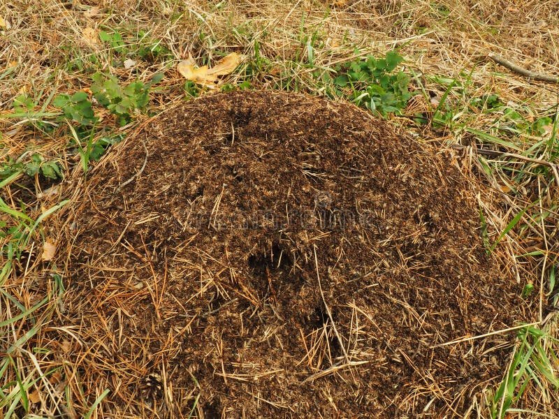 Formigueiro do close up imagem de stock. Imagem de close - 132124963