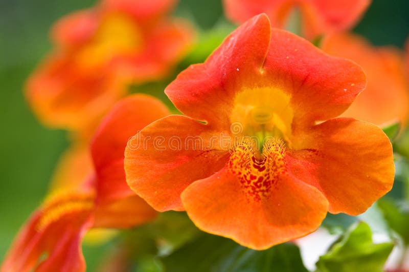 Flor macaco imagem de stock. Imagem de oferta, nave - 197279945