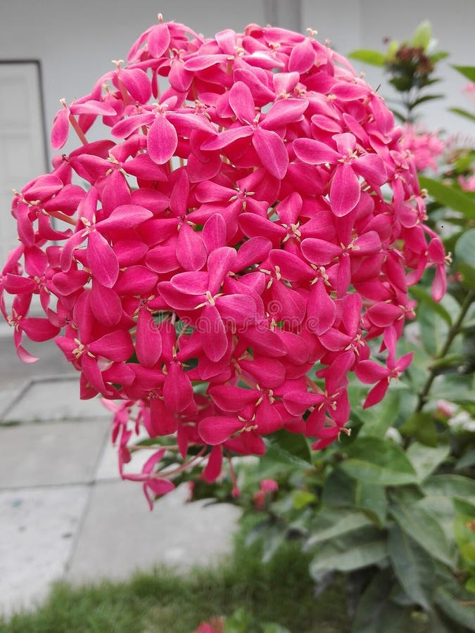 Flor cor-de-rosa de Ixora foto de stock. Imagem de rosa - 85919880