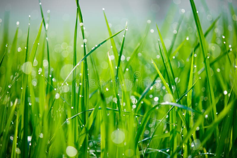 Orvalho Fresco Da Manhã Na Grama Imagem de Stock - Imagem de mola ...