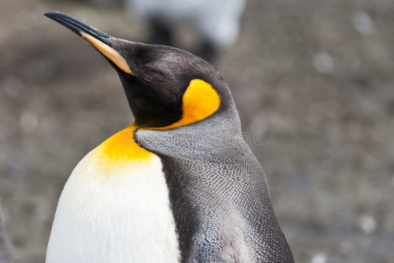 Homem do pinguim de rei imagem de stock. Imagem de pinguim - 30101259