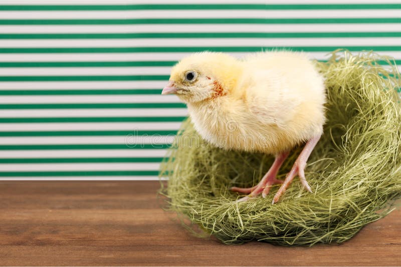 Close up do pintainho foto de stock. Imagem de bebê, criatura - 59855068