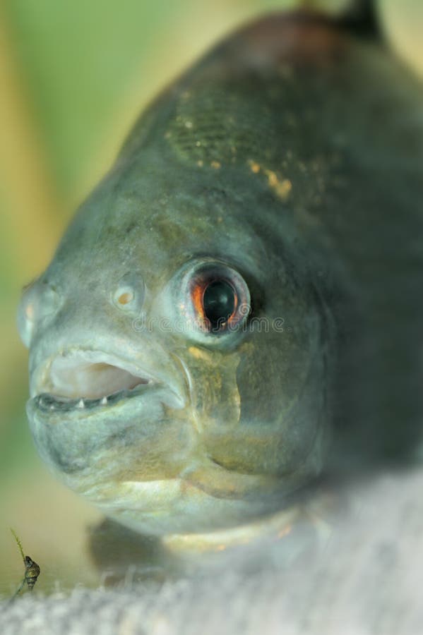 Close up do Piranha foto de stock. Imagem de bizarra, olhos - 9704444