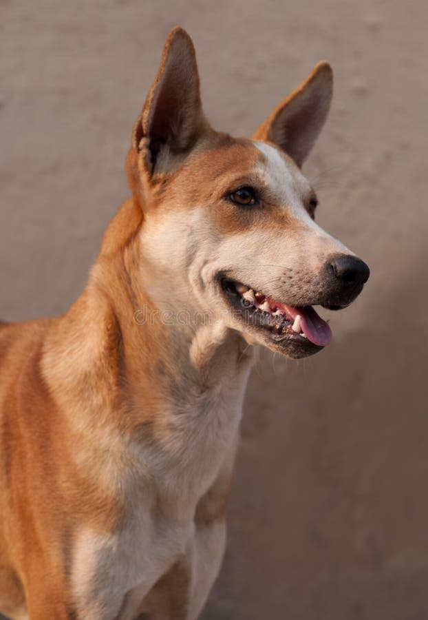 Close-up of dog stock photo. Image of domestic, crossbreed - 27657668