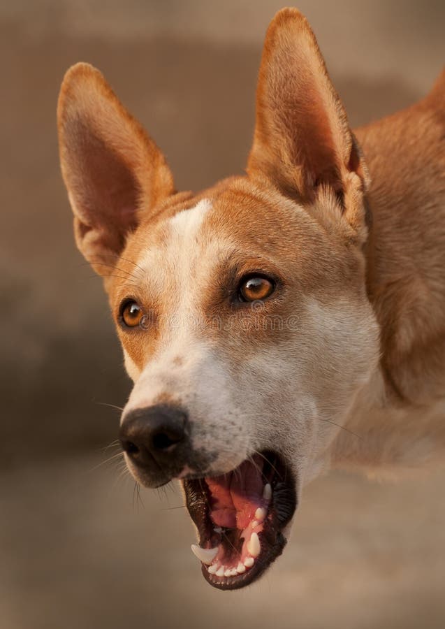 Close-up of dog stock image. Image of head, white, mammal - 27657961