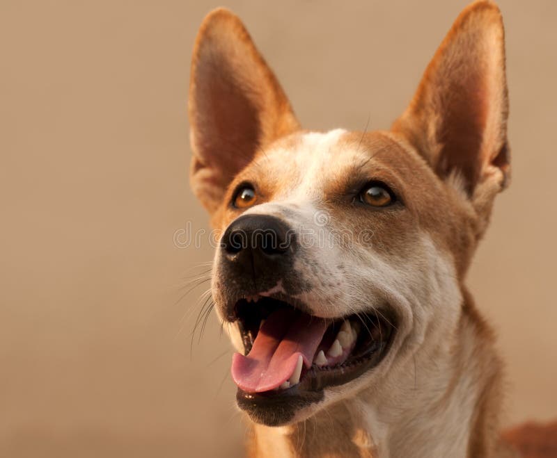 Close-up of dog stock photo. Image of people, mammal - 27658040