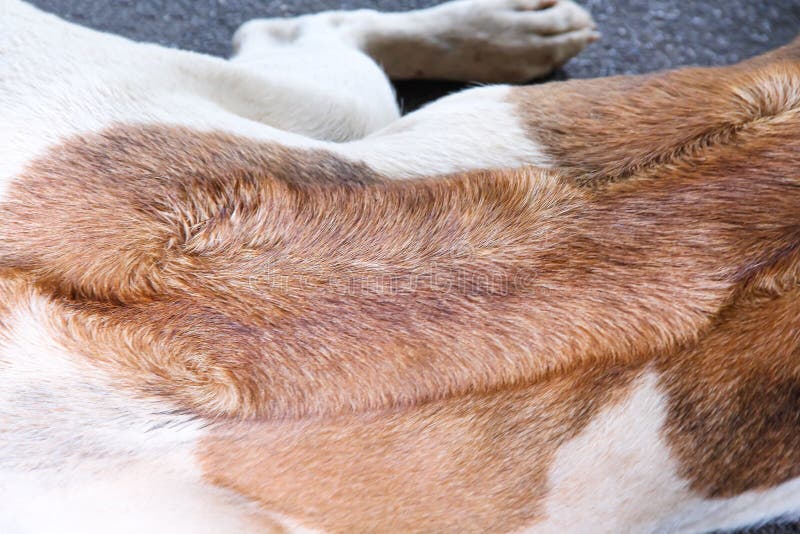 Dog Back Texture Brown and White Patterns Top View Stock Image - Image ...
