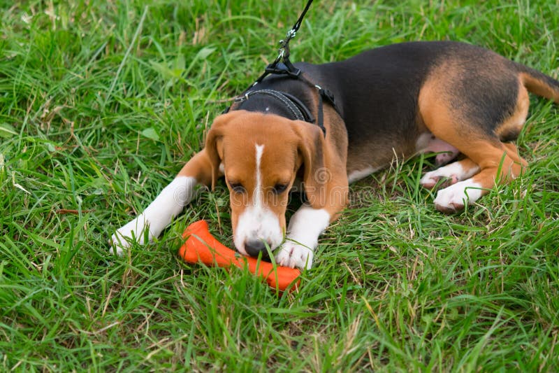 Close-up of a Dog, a Beagle on the Lawn, Playing with Its Bone Stock ...