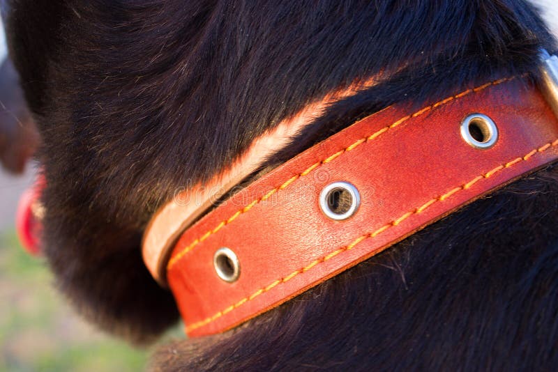 Close up of dog collar stock photo. Image of puppy, attentive - 96267890