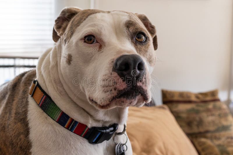 Close-up of a Dog with a Concerned Look Stock Photo - Image of ...
