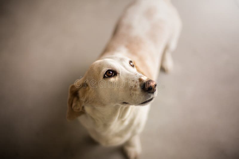 Close-up dog stock photo. Image of nose, doggy, beautyfull - 91529550
