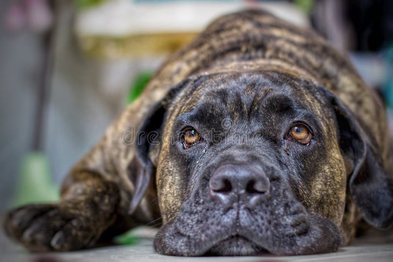 Close up on dog face stock photo. Image of friend, close - 102616806