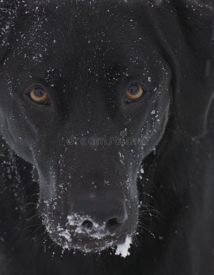 Close-up dog face stock photo. Image of look, detail - 22638384