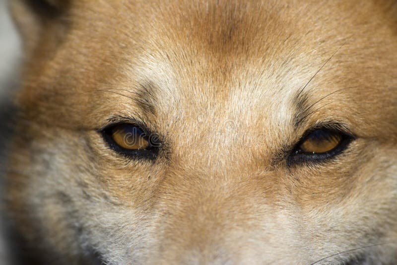 Close up dog face photo stock photo. Image of size, eyes - 60477390