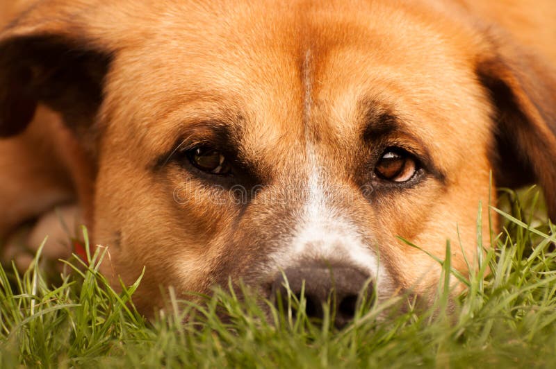 Close up of dog face stock photo. Image of eyes, cute - 62123054
