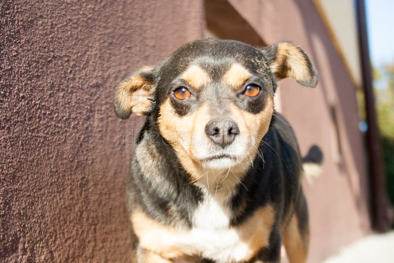 Close Up Dog Head Looking on Camera. Stock Photo - Image of mammal ...